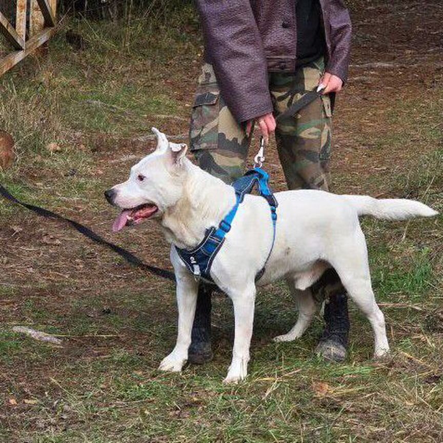 Американский стаффордширский терьер