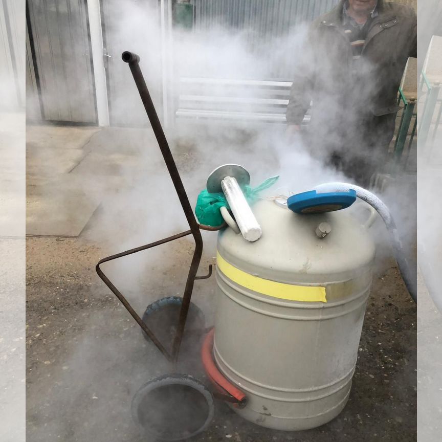 Семя быков и жидкий азот