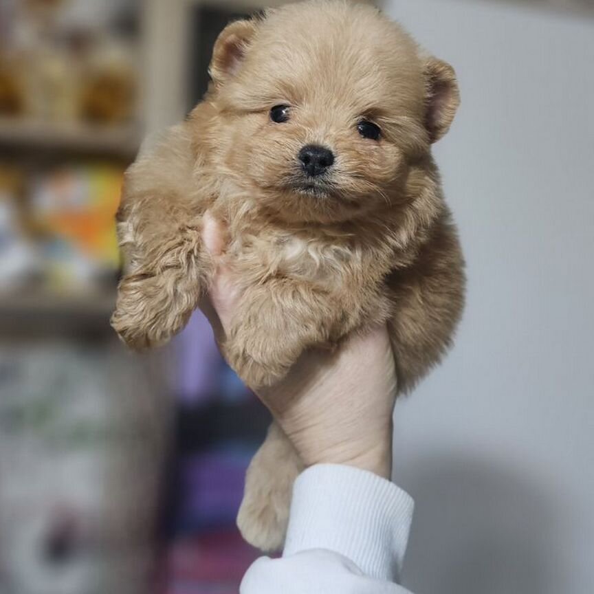 Maltipoo Тедди красивейший мальчик