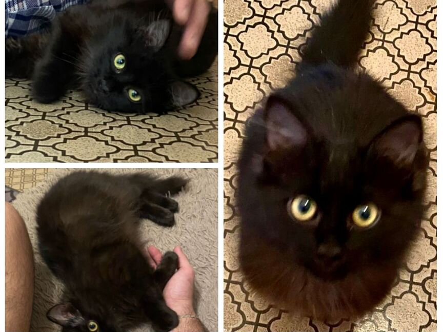 Котик подросток сибирский