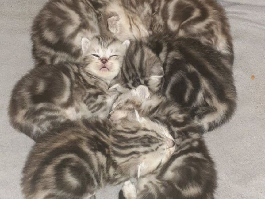 Котята