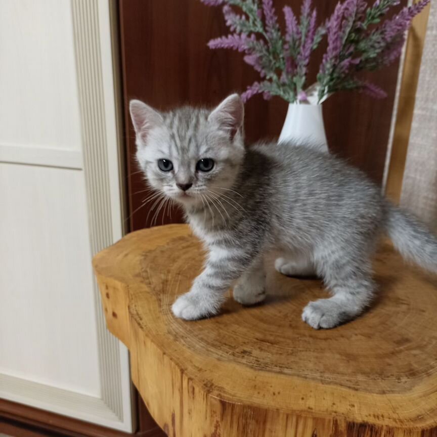 Шотландская