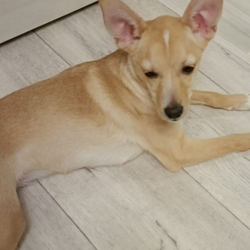 Собака в добрые руки щенок