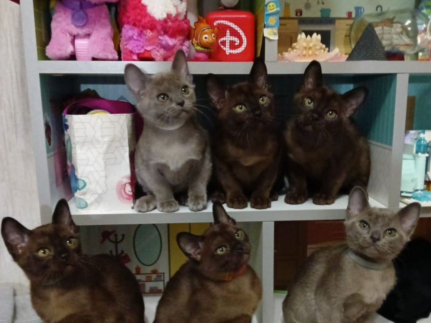 Бурманские котята 2.5 месяца