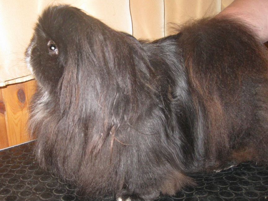 Собаки щенки пекинес