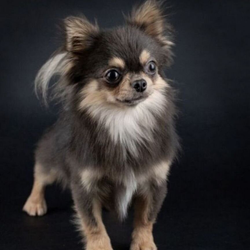 Супер мини чихуахуа