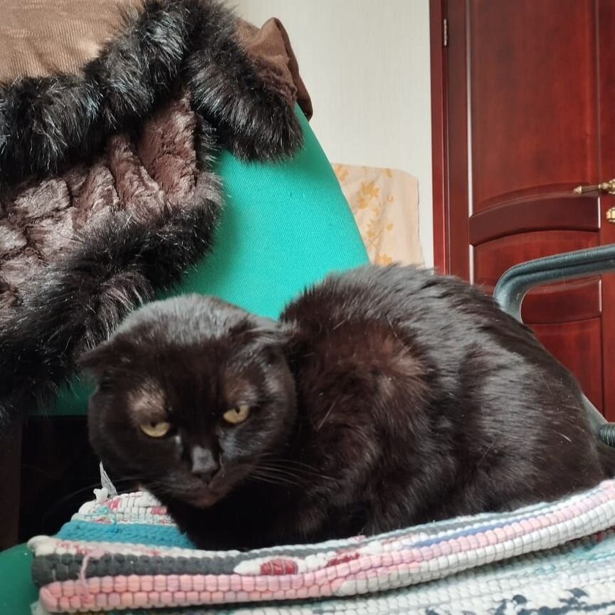 Шотланская вислухая кошка