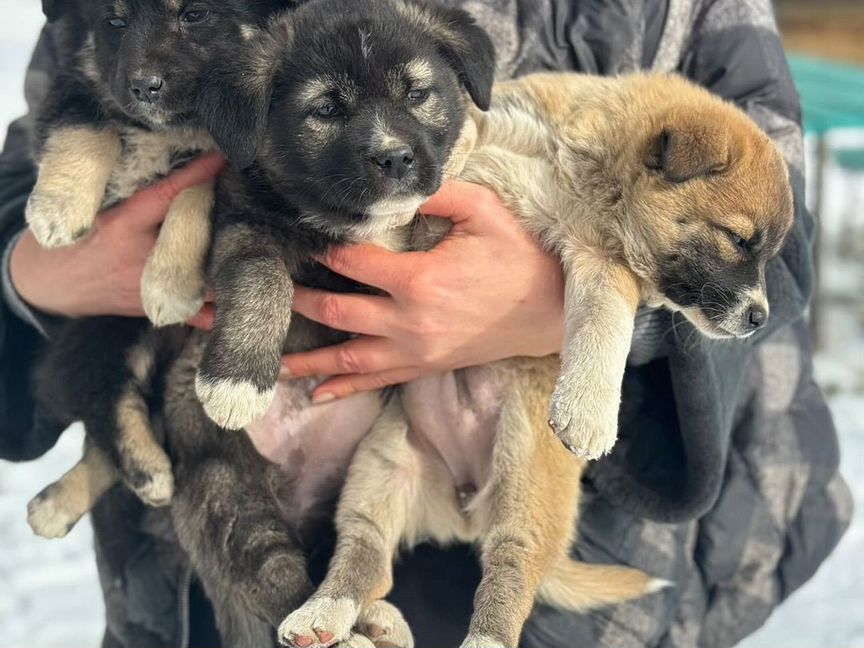 Щенки маленькие вырастут до 10 кг в добрые руки