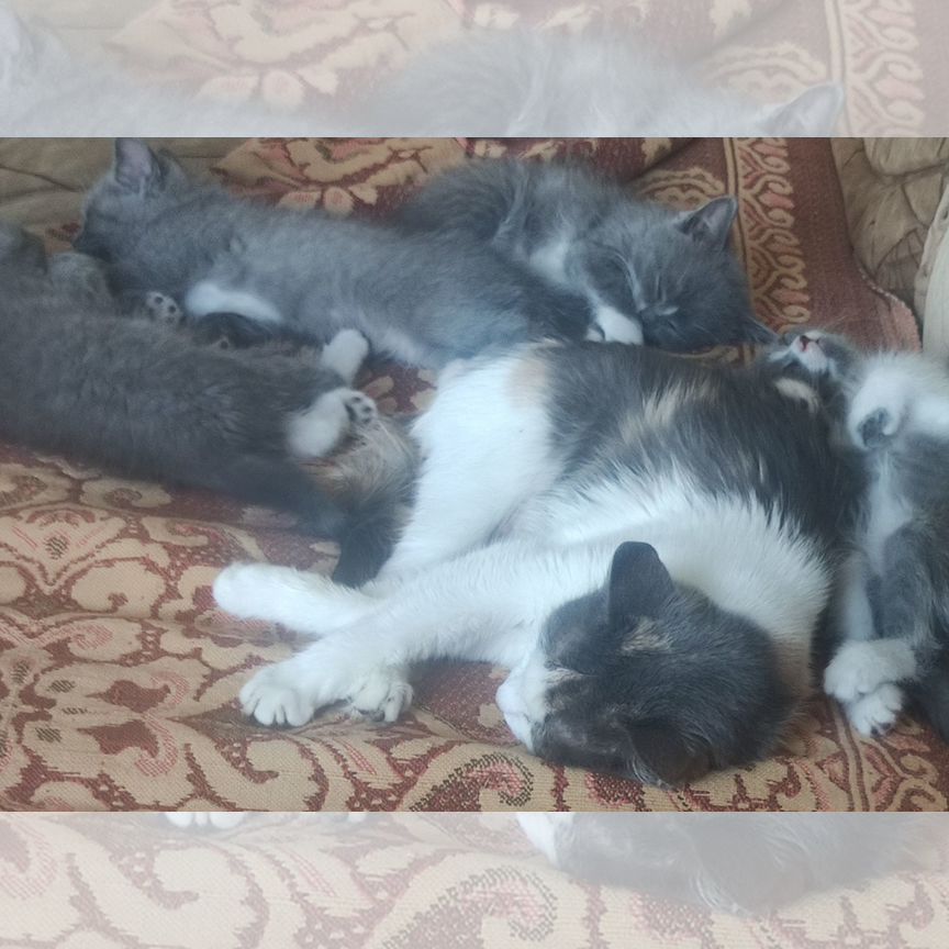 Котёнок в добрые руки