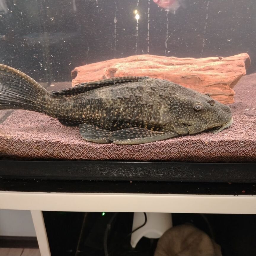 Отдам бесплатно