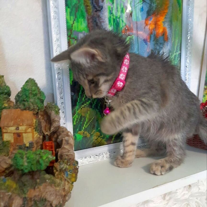 Котенок мальчик 3 мес в добрые руки