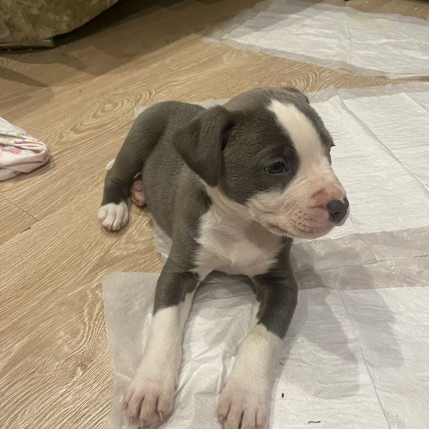 Щенки американского питбуля