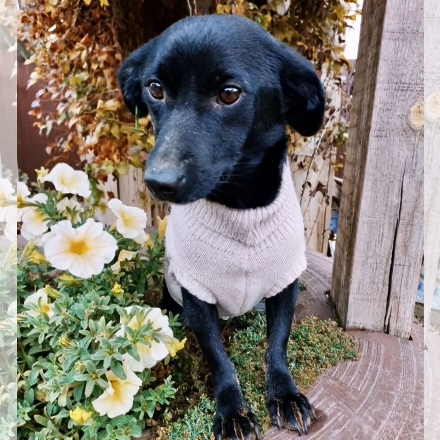 Взрослая собака от частного владельца