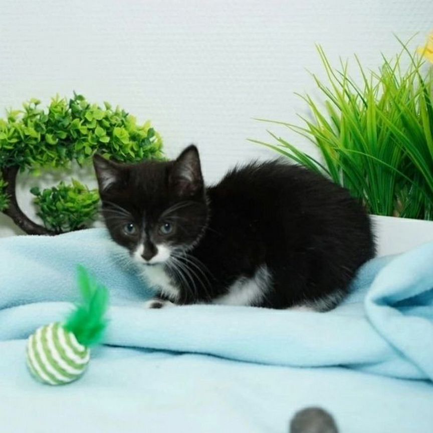 Котёнок Яся