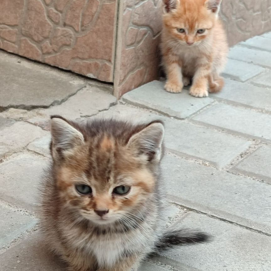 Котята в добрые руки бесплатно