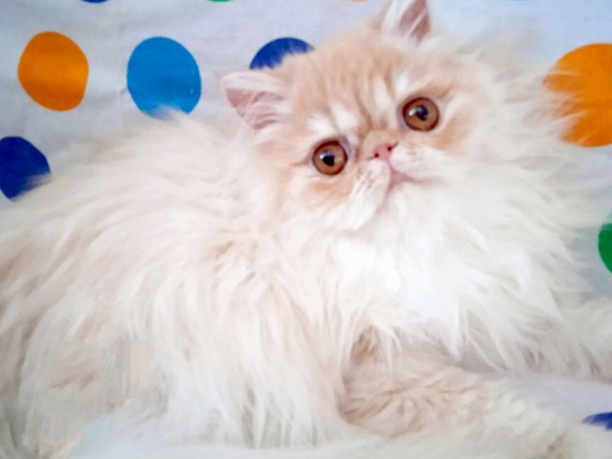 Малышка перс редкого окраса