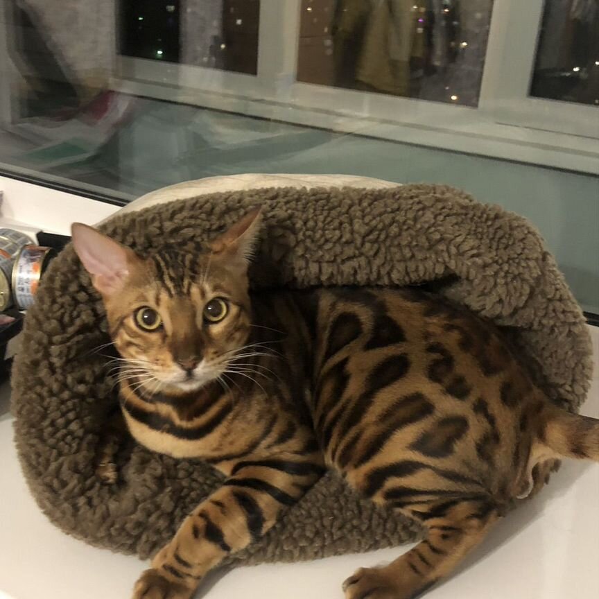 Домик для кошек и собак "Нора с овчиной"