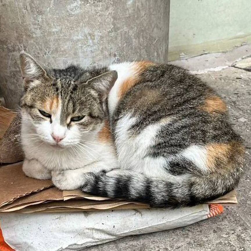 Замерзает ласковая стерилизов. кошечка, нужен дом