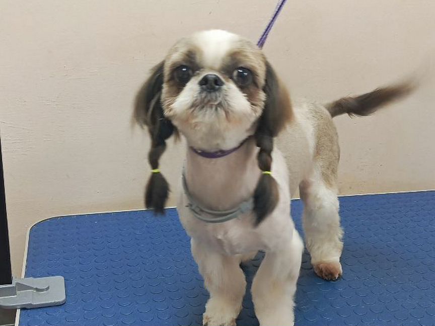 Щенки ши-тцу, родились18 июня, 3 девочки, мальчик