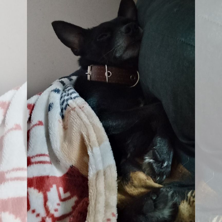 Русский той-терьер, взрослый пёс