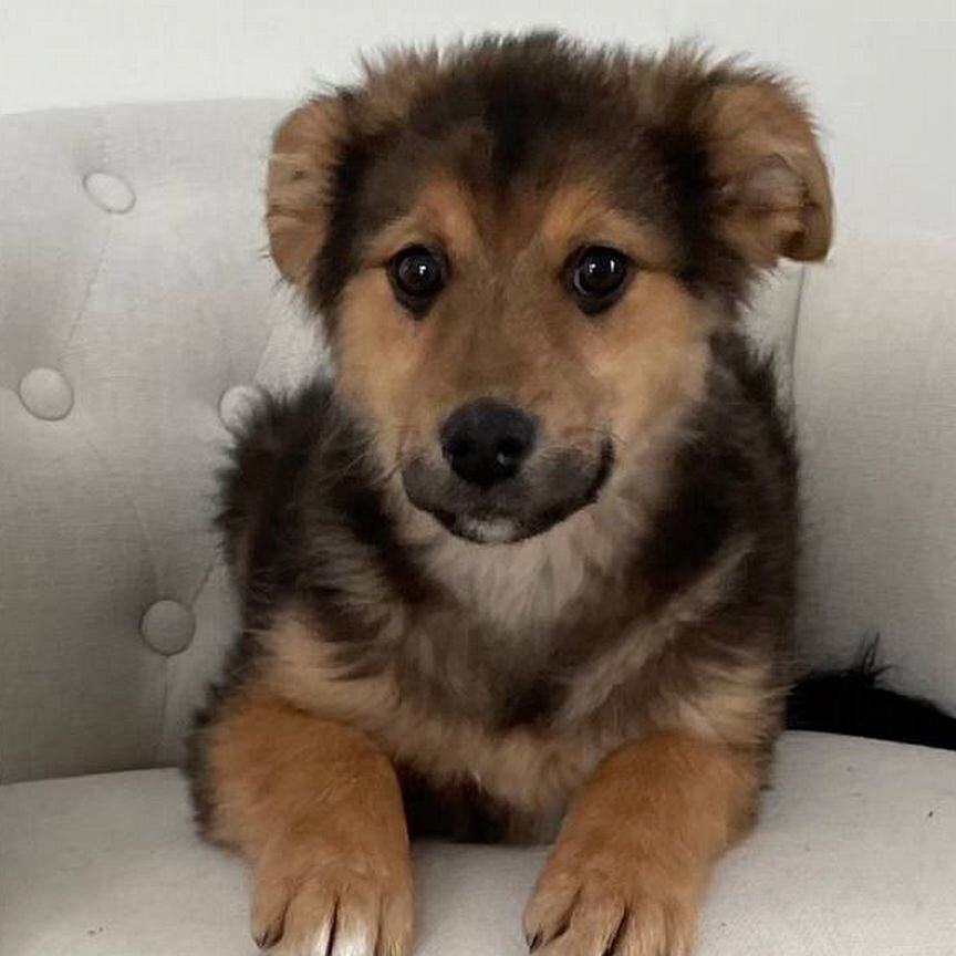 Щенок в добрые руки