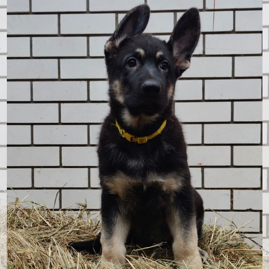 Восточноевропейская овчарка, щенок