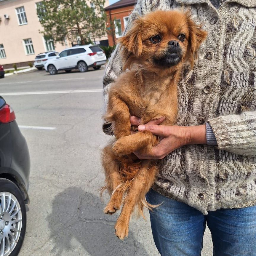 Собака в добрые руки