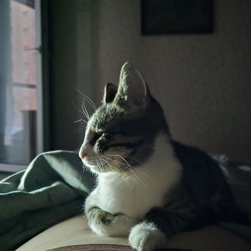 Слепая кошка