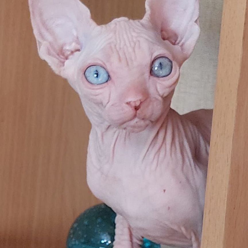 Канадский сфинкс мальчик