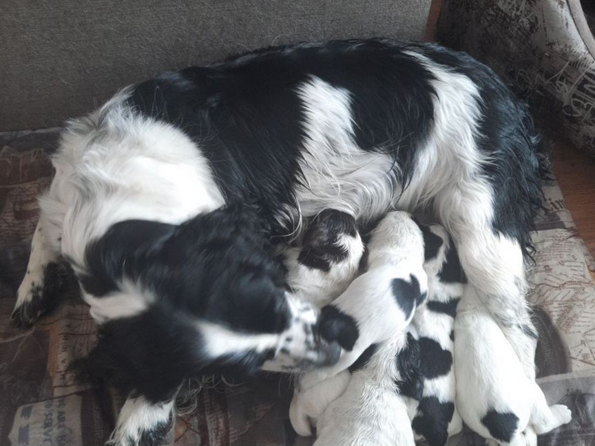 Русский охотничий спаниель щенки