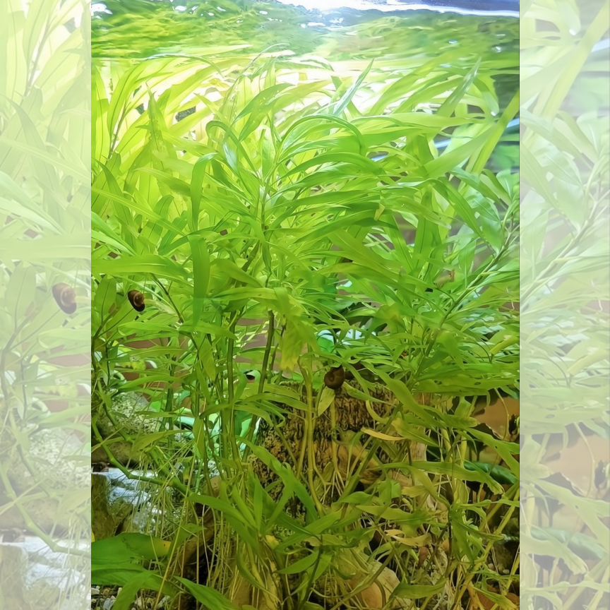 Аквариумное растение лимонник