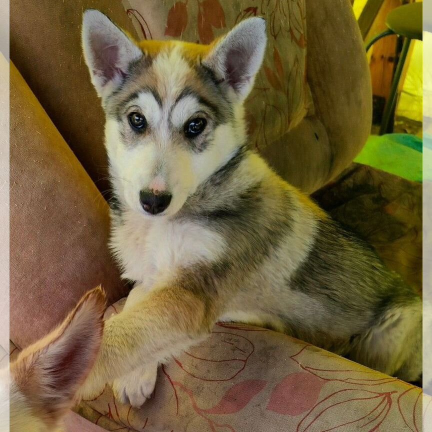 Щенок в добрые руки