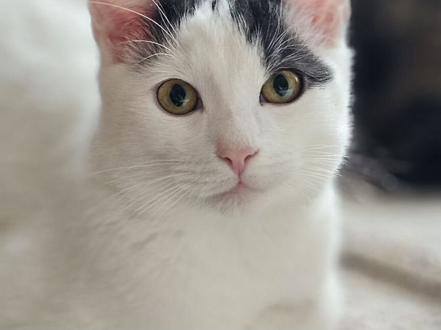 Котик беленький ищет хозяина