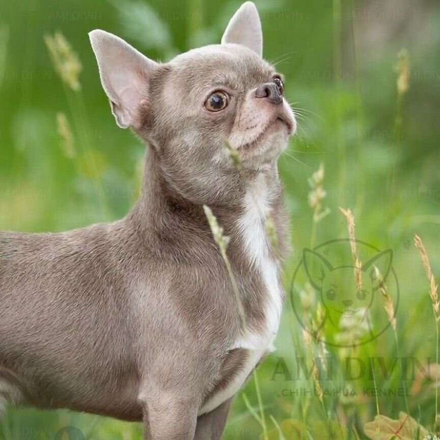 Чихуахуа, вязка