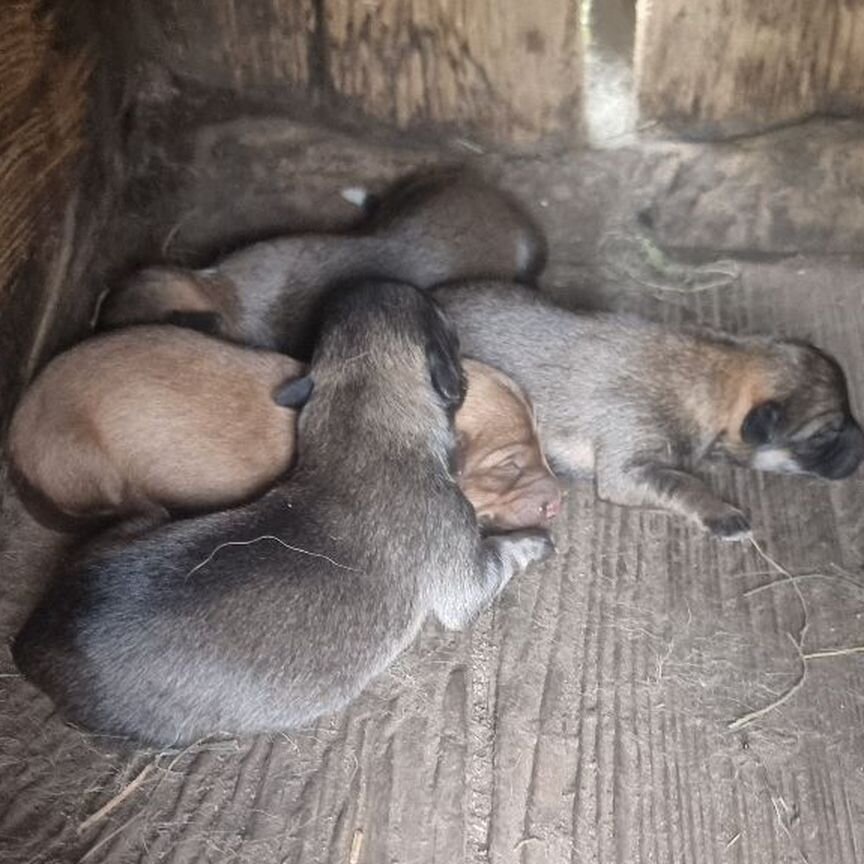 Отдам в добрые руки щенков