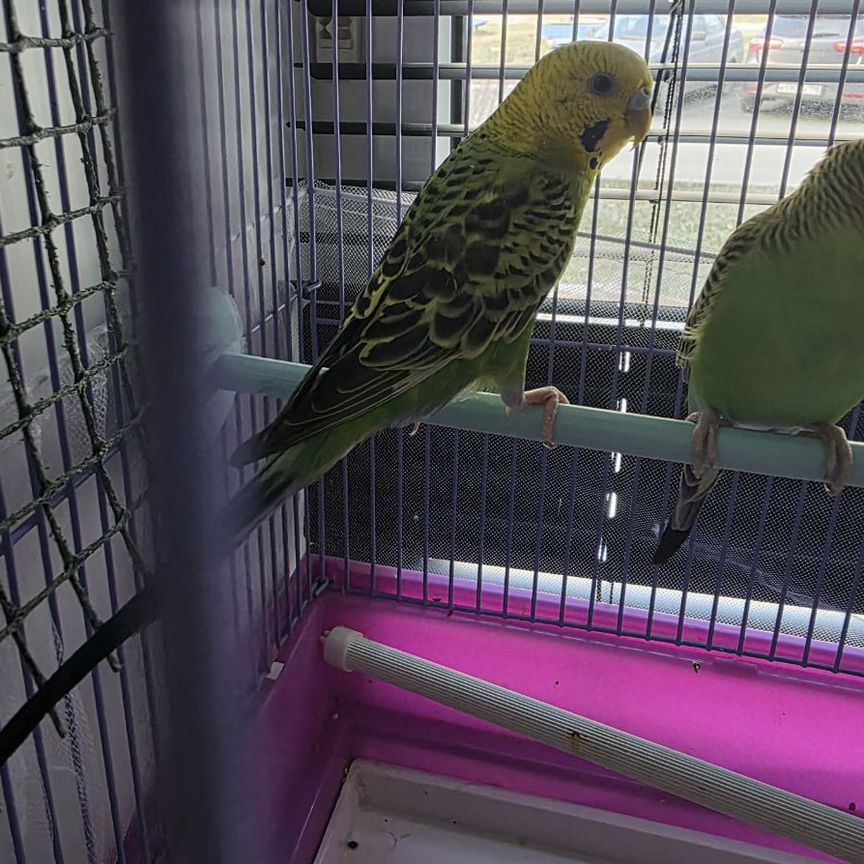 Волнистый попугай