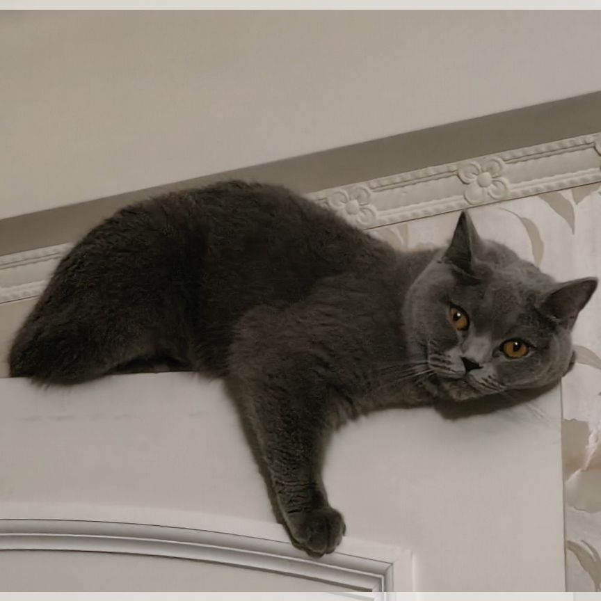 Британская короткошёрстная кошка, вязка