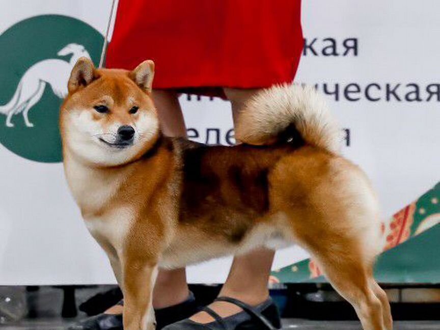 Вязка сиба шиба чемпион