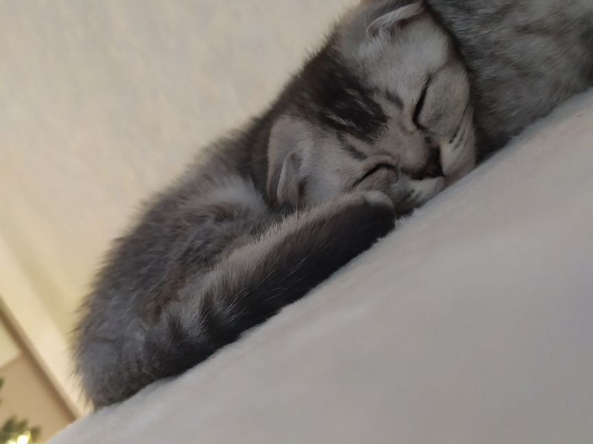 Вислоухий котенок малыш