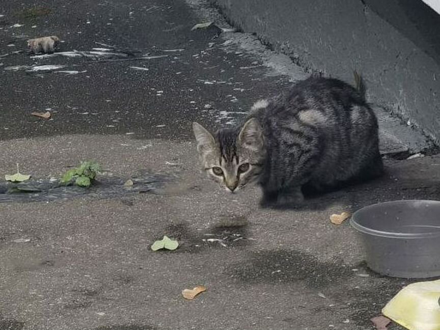 Выживет ли он. Нужна передержка или дом котёнку