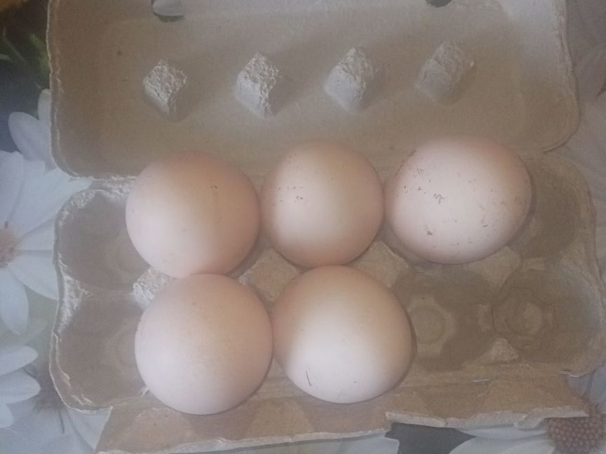 Продаётся Инкубационное яйцо павлинов