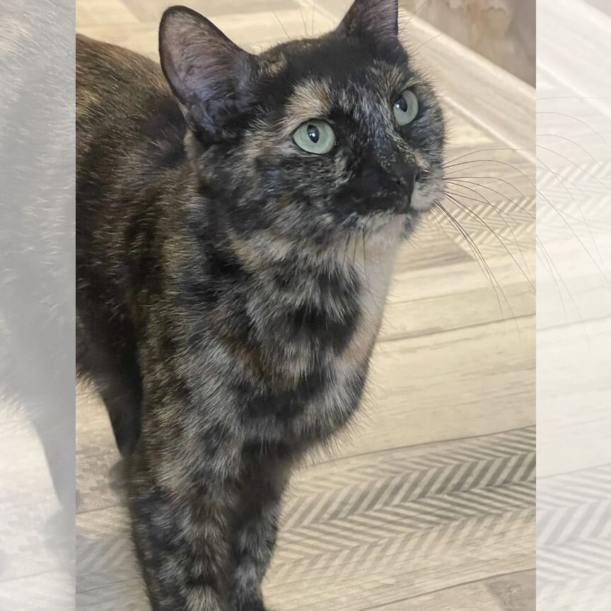 Мейн-кун, взрослая кошка