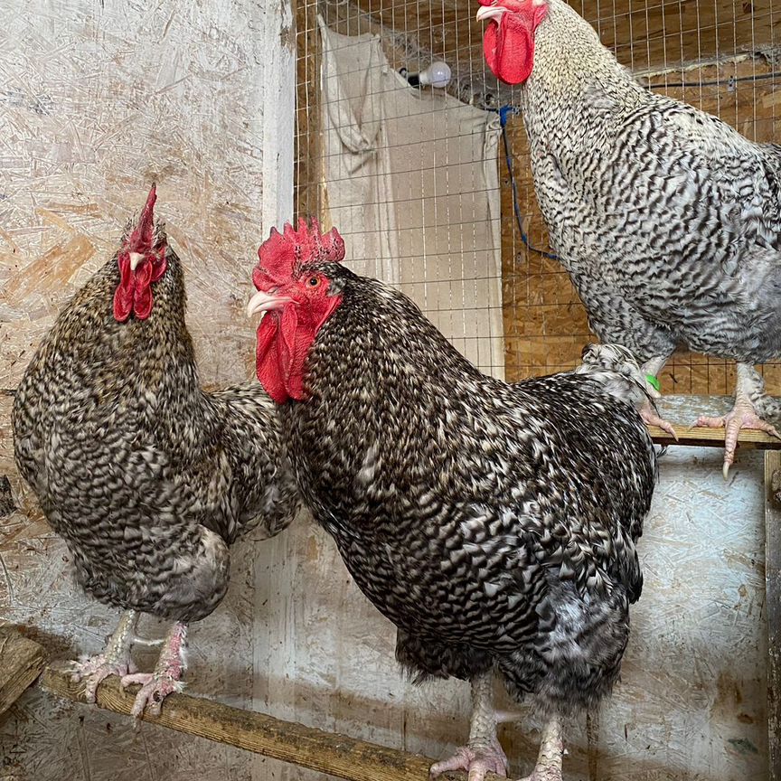 Молодые петухи Мехеленская кукушка