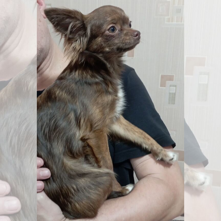 Чихуахуа, щенок