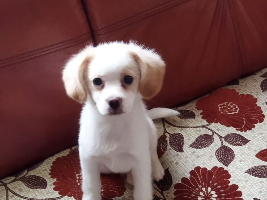 Щенок бигль мальчик