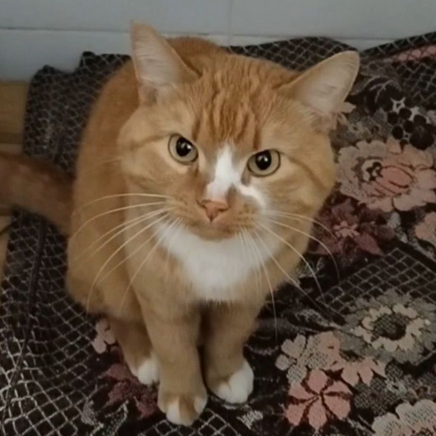 Кот в приюте