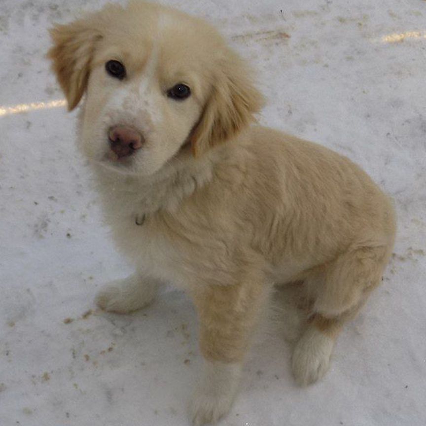 Английский кокер-спаниель, щенок