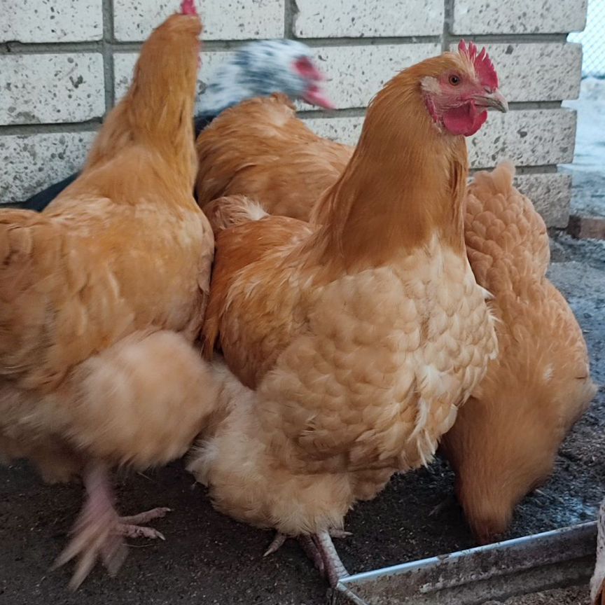 Петух породы орпингтон палевый