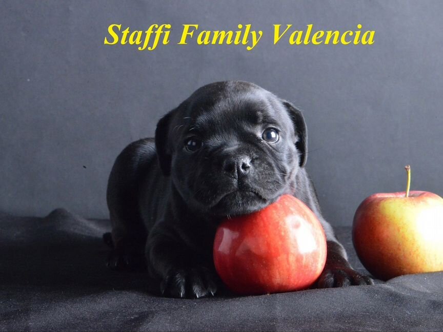 Стаффордширский бультерьер щенки