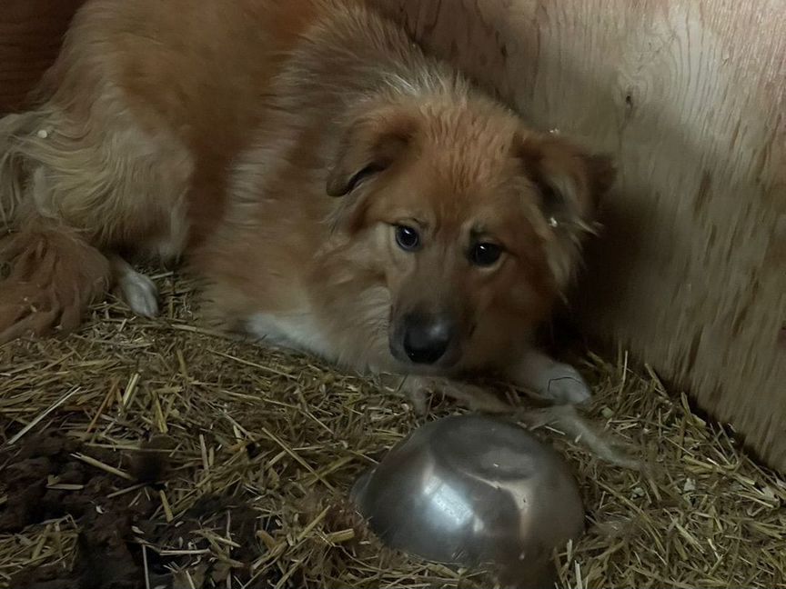 Новогоднее чудо для собаки